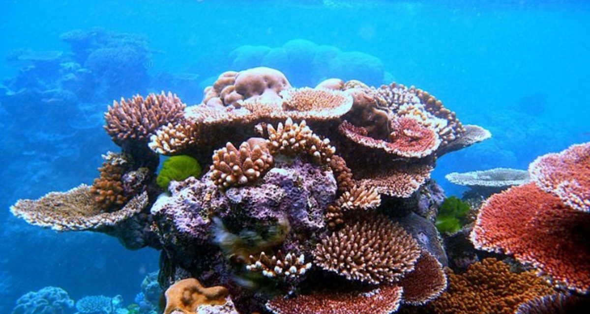 Sea-ing Spots – The Loh Down On Science